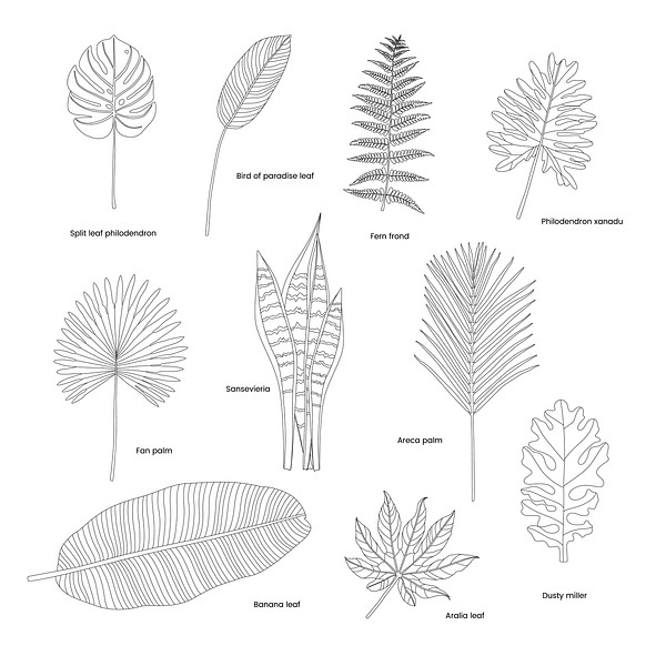 Collection of illustrated tropical leaves | Premium Vector - rawpixel