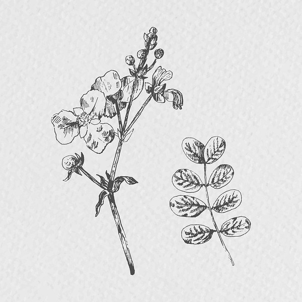 Hand drawn plants collection vector | Premium Vector Illustration ...