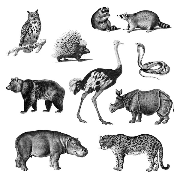 Vintage illustrations of Animals | Premium PSD - rawpixel