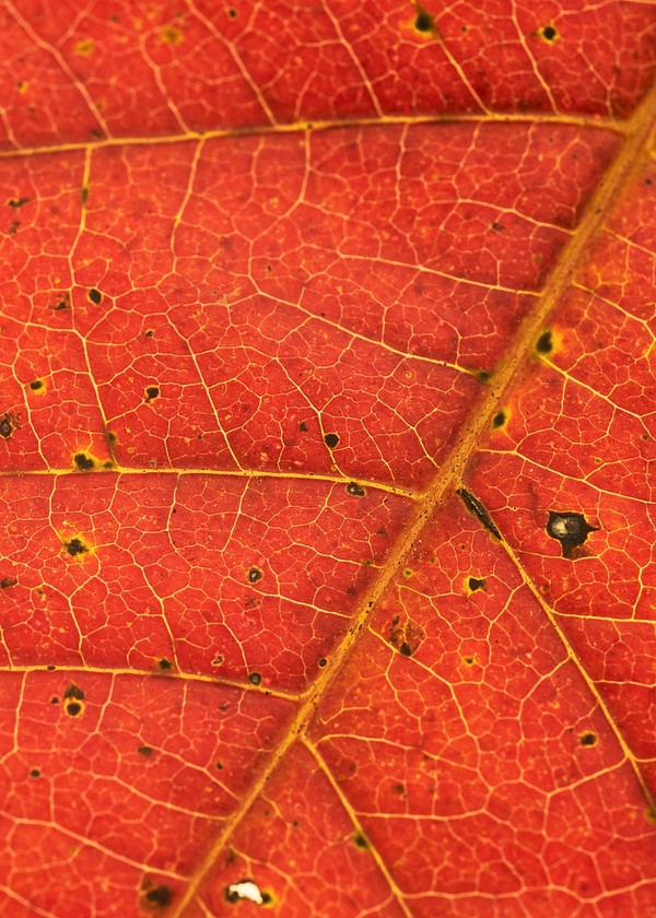 Red leaf texture, autumn background | Free Photo - rawpixel
