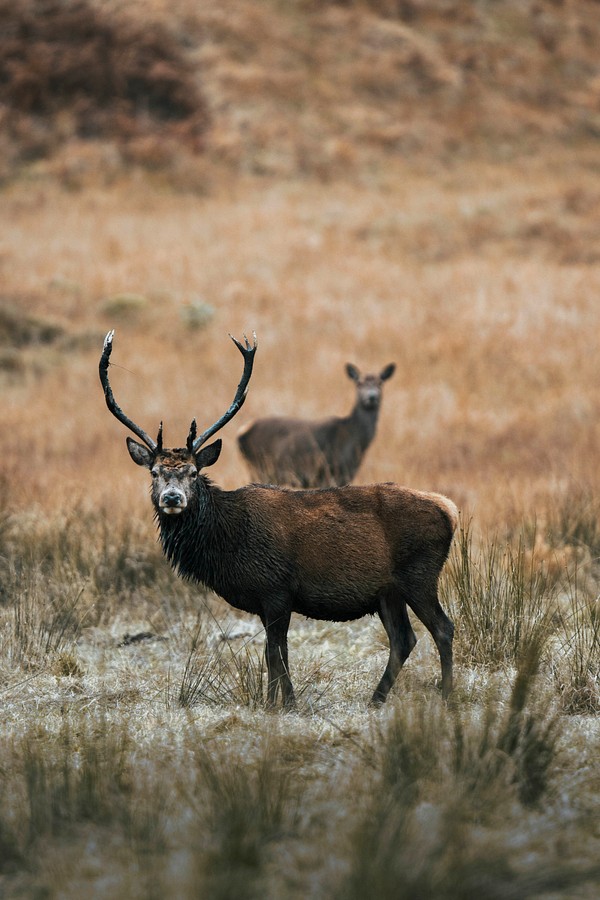 Deer grazing in a field | Free Photo - rawpixel
