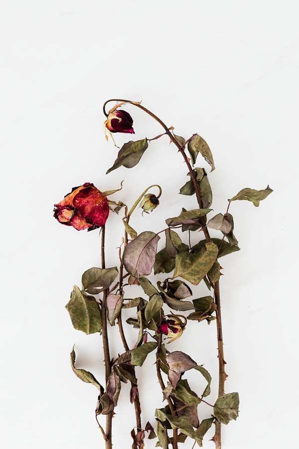 Dried red rose on a white | Free Photo - rawpixel