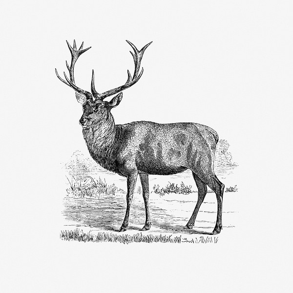Red deer from A Summer | Free Photo Illustration - rawpixel