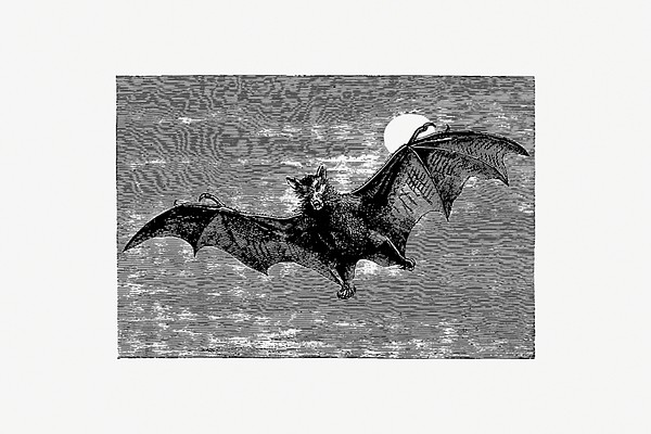 Flying bat Woodland Romances; Or, | Free Photo Illustration - rawpixel