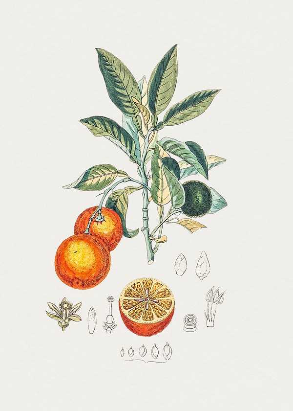 Hand drawn bitter orange. Original | Free Photo Illustration - rawpixel