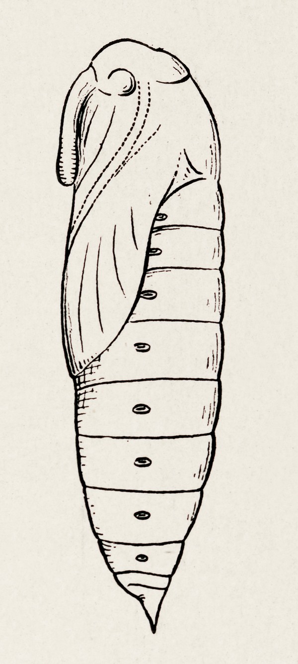 Pupae Sphinx Moth. Digitally enhanced | Free Photo Illustration - rawpixel