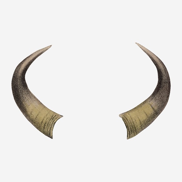 Gaur horns clipart, vintage animal | Premium Vector Illustration - rawpixel