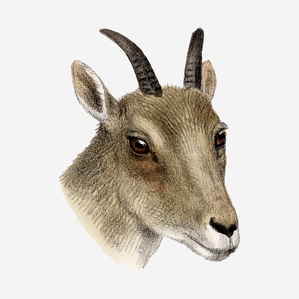 Vintage urial clipart, wildlife & | Premium Vector Illustration - rawpixel