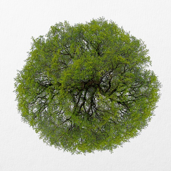 Tree top view isolated white, | Premium Photo - rawpixel