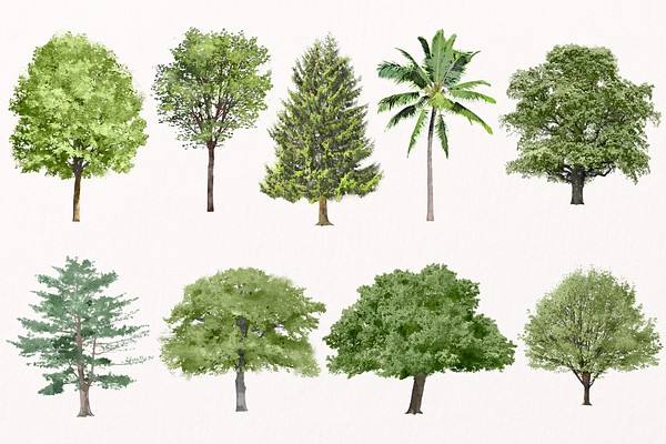 Tree illustration set, evergreen design | Premium PSD - rawpixel