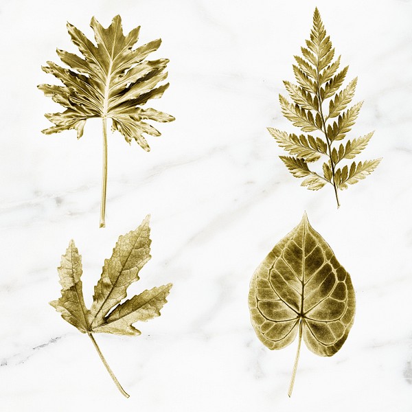 Gold colored leaves on white | Premium PSD - rawpixel