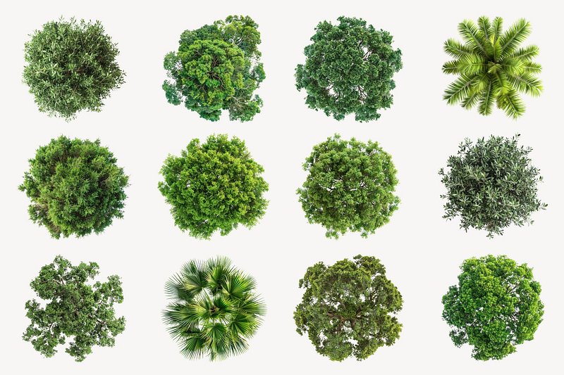 Tree Templates | Download Free Designs on rawpixel