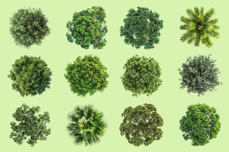 PNG Green tree canopy view | Premium PNG - rawpixel