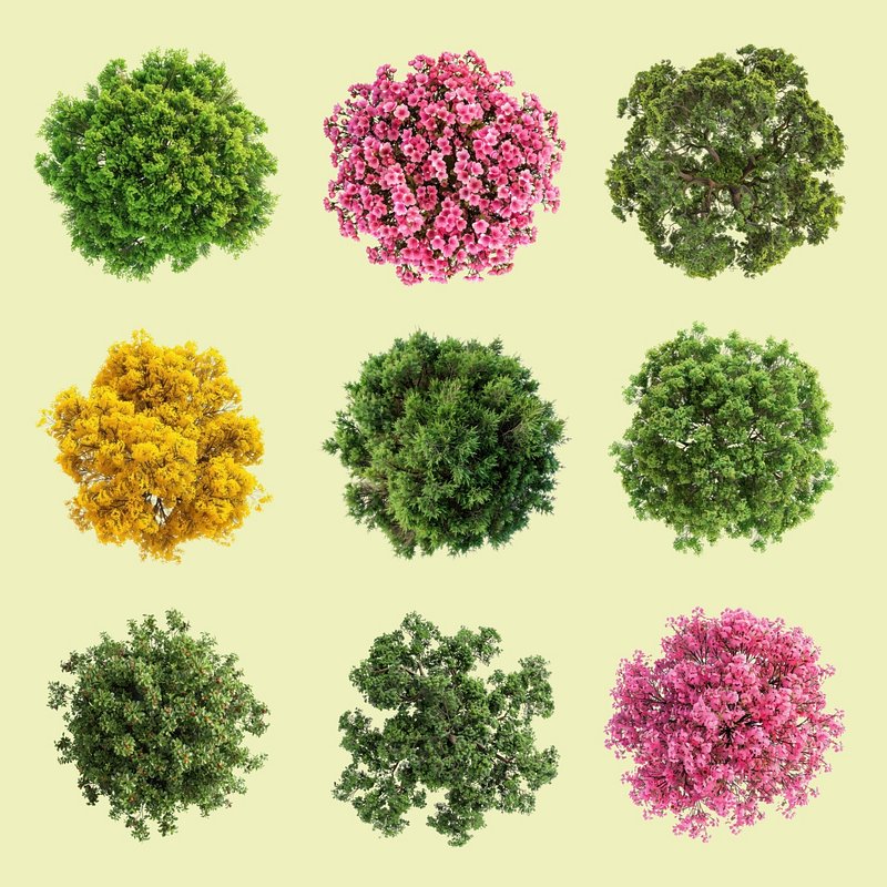 PNG Flower tree flowers plant | Free PNG - rawpixel