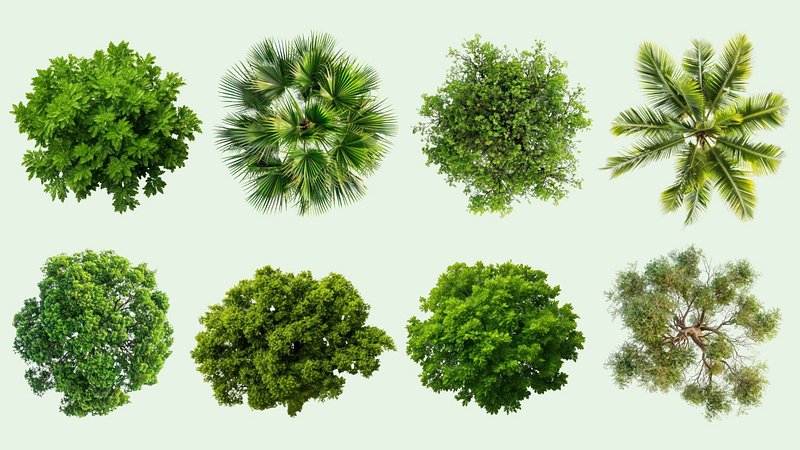 PNG top view tree design | Premium PNG - rawpixel
