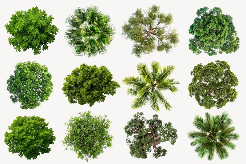 PNG Tropical palm tree top | Premium PNG - rawpixel