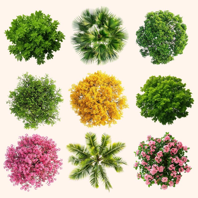 PNG Green tree canopy view | Premium PNG - rawpixel