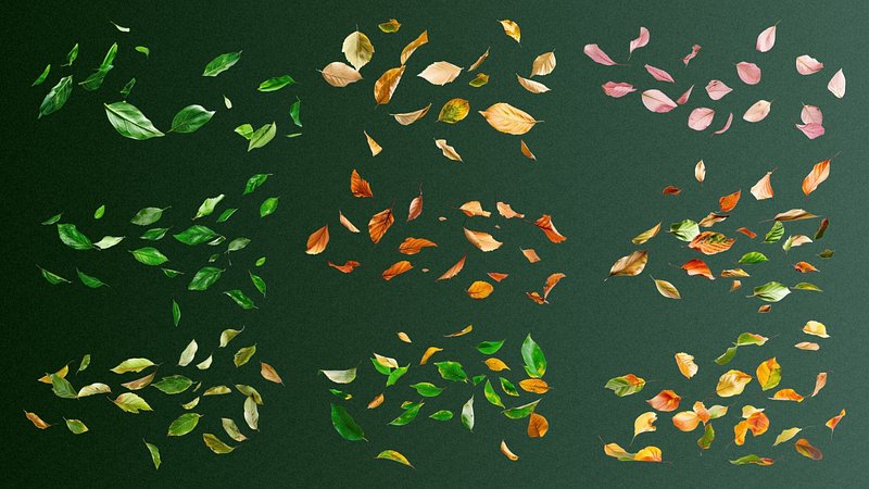 Autumn maple leaf set, editable | Premium Editable Design - rawpixel
