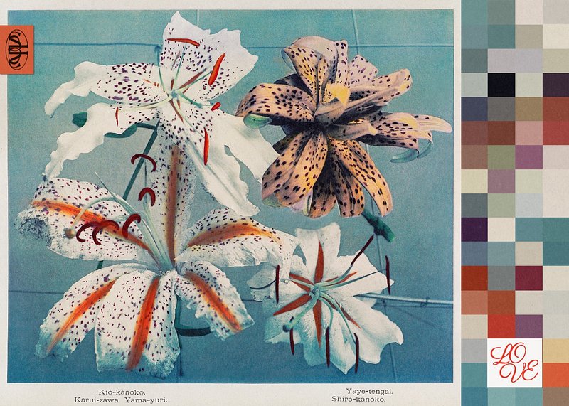 Plant Love Illustration Images | Download Free Design Resources on rawpixel