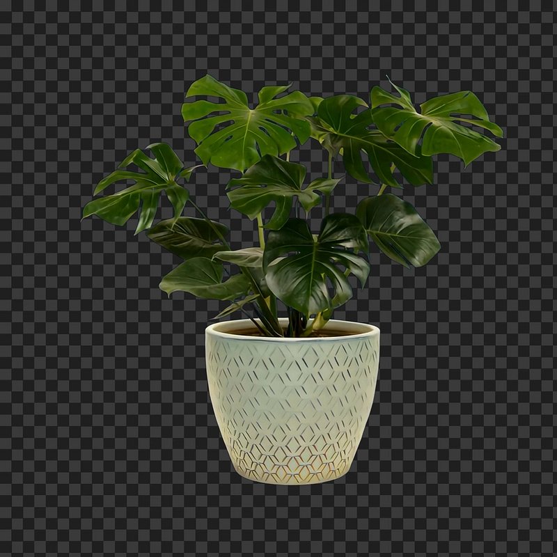 Vibrant monstera plant decor animation | Free Transparent Video - rawpixel