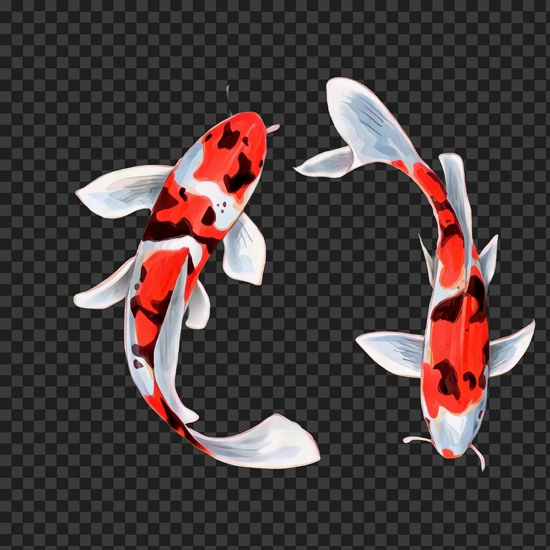 Koi fish swimming animation isolated | Free Transparent Video - rawpixel