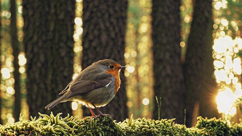 serene video scene robin moss, | Free Video - rawpixel