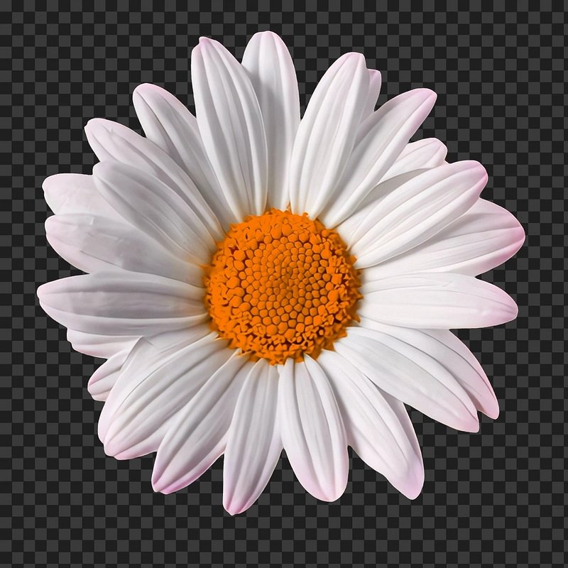Vibrant daisy animation isolated asset | Free Transparent Video - rawpixel