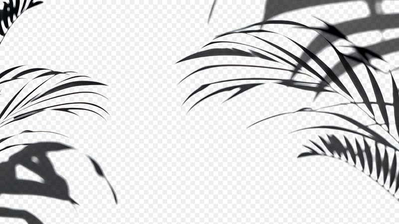 Tropical shadows animated overlay, transparent | Free Transparent Video ...