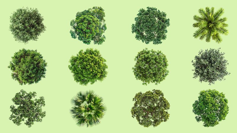 PNG tree top view, transparent | Free PNG - rawpixel