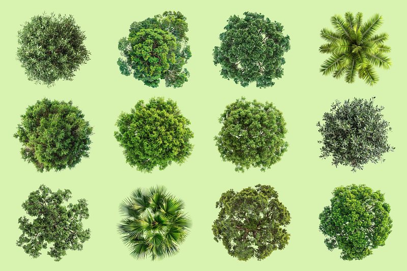 PNG top view tree design | Premium PNG - rawpixel