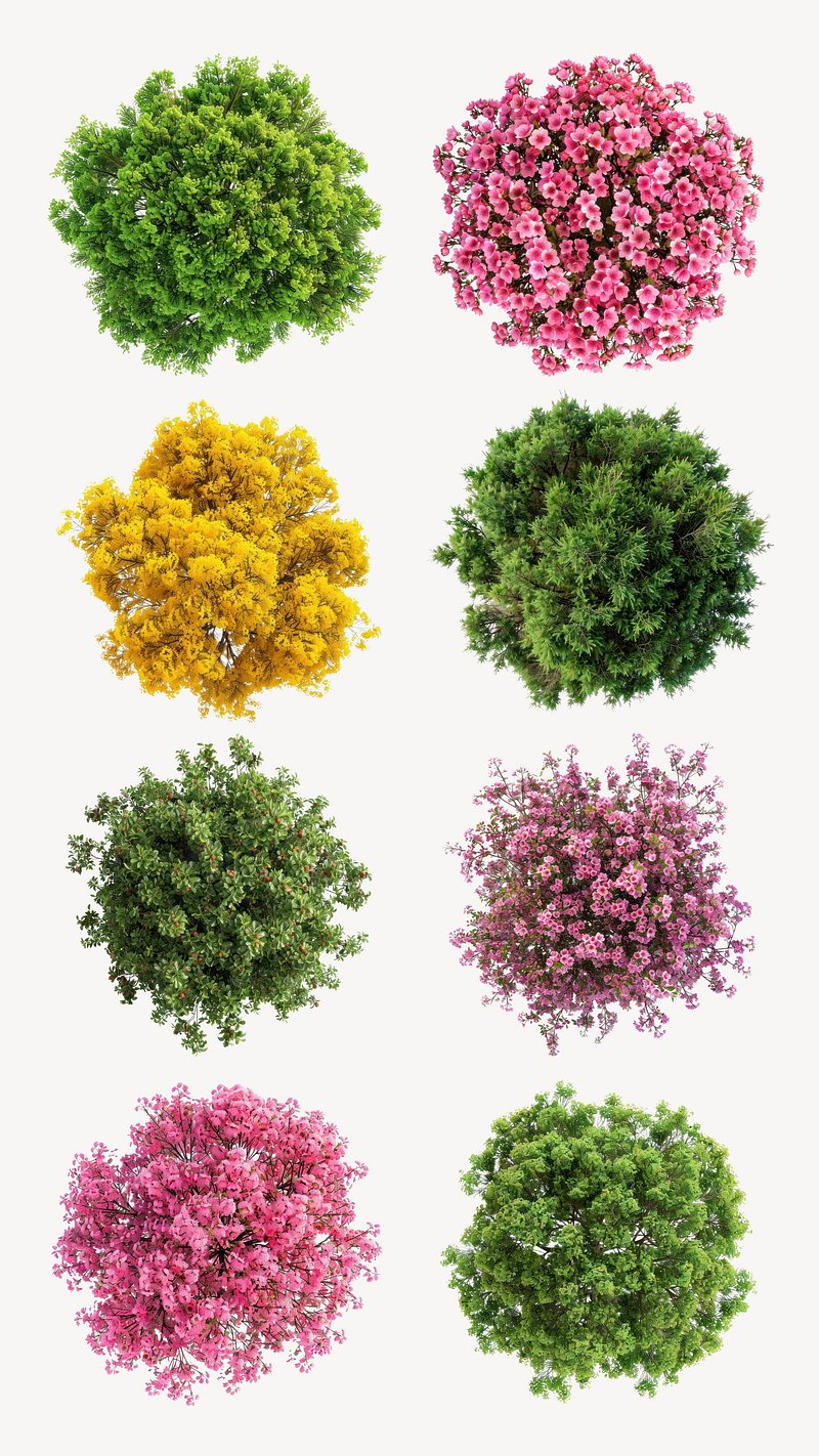 Tree top view element set | Premium Photo - rawpixel