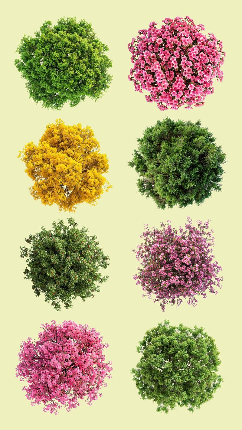 PNG tree top view, transparent | Free PNG - rawpixel