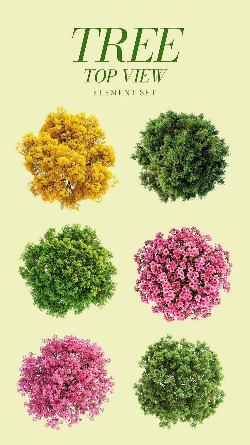 PNG tree top view, transparent | Free PNG - rawpixel
