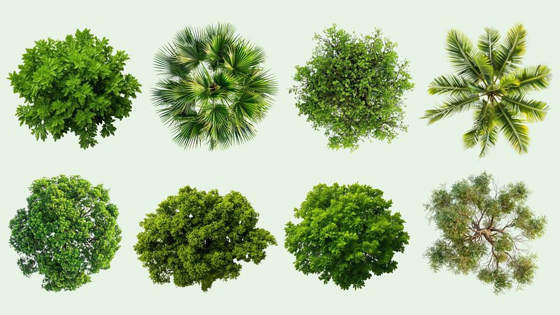 PNG top view tree design | Premium PNG - rawpixel