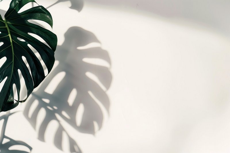 Monstera Shadow PNG Images | Free Photos, PNG Stickers, Wallpapers ...