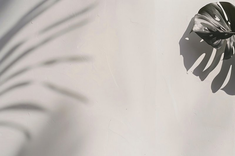 Monstera Shadow PNG Images | Free Photos, PNG Stickers, Wallpapers ...