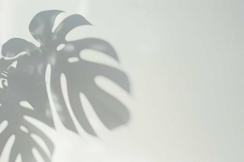 Monstera Shadow PNG Images | Free Photos, PNG Stickers, Wallpapers ...