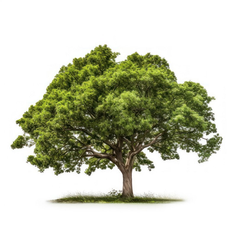 A tree sycamore plant oak. | Free Photo - rawpixel