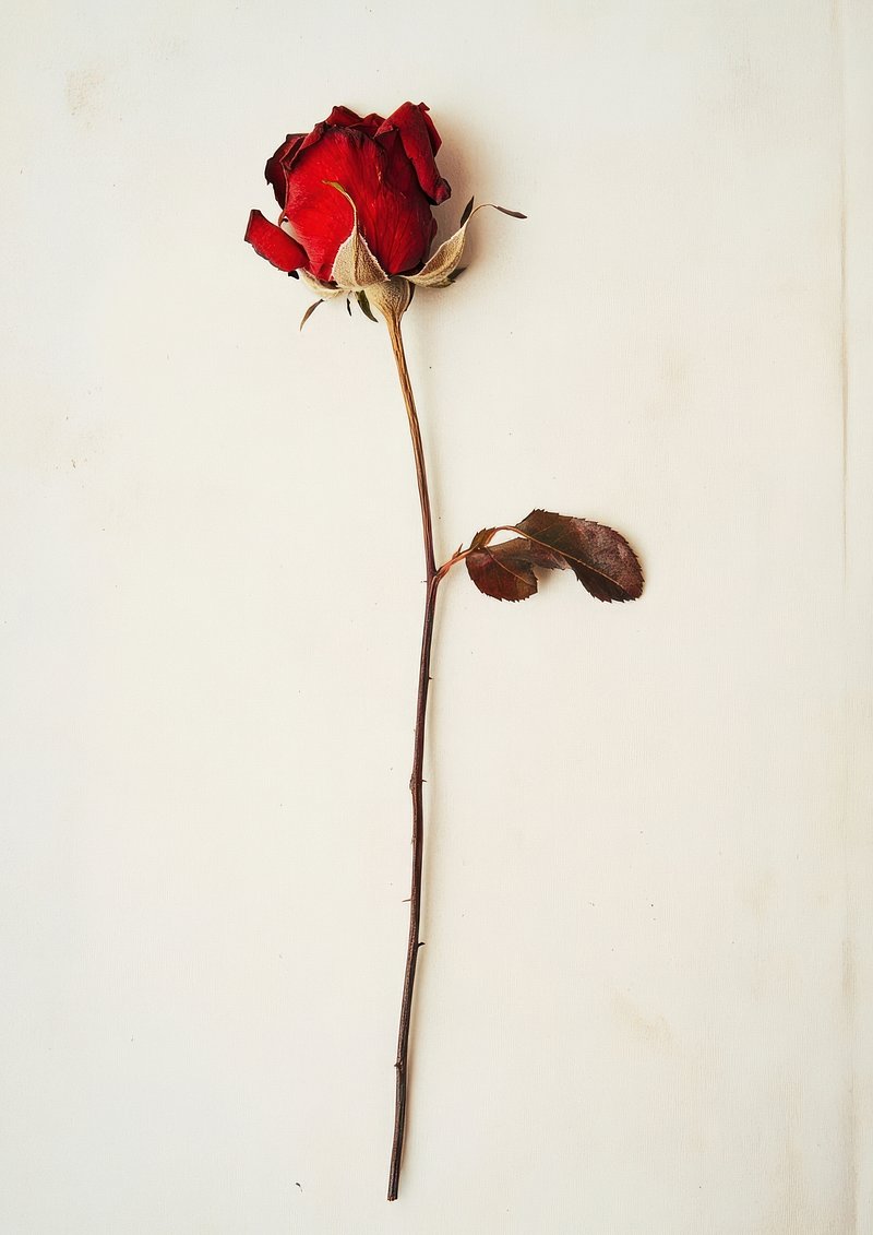 PNG Pressed red rose flower | Premium PNG - rawpixel