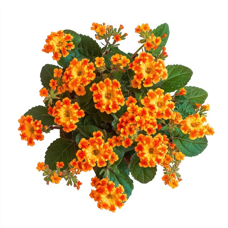 PNG Vibrant pink azalea flowers | Free PNG - rawpixel