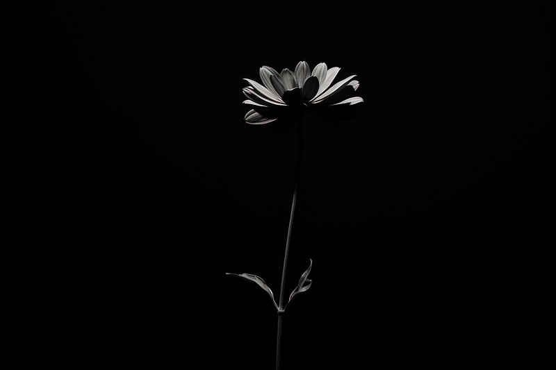 Wildflower plant white black | Premium Photo - rawpixel