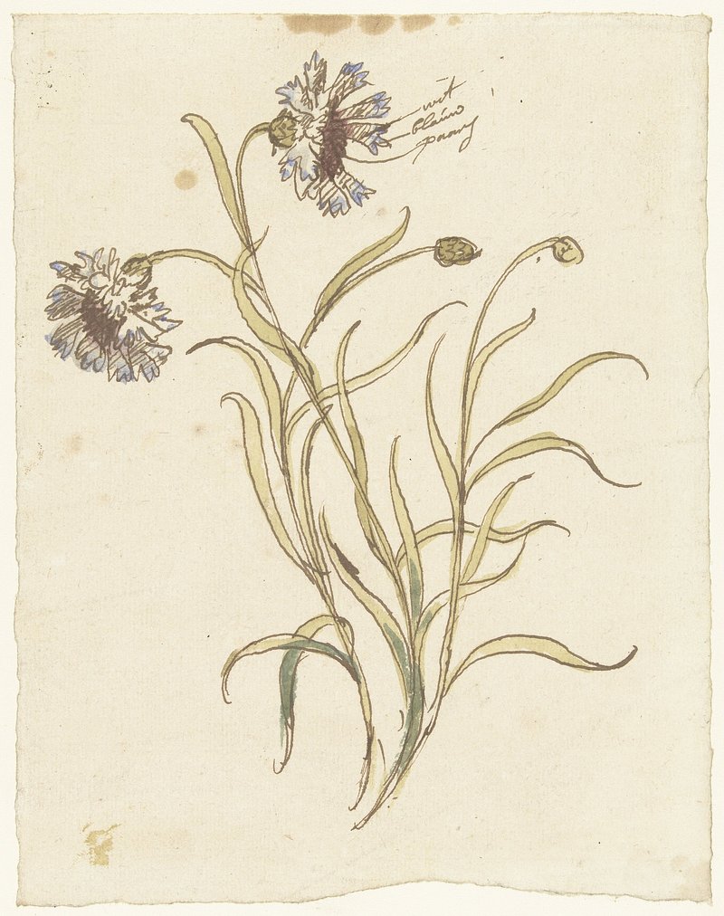 Anjer Images | Free Photos, PNG Stickers, Wallpapers & Backgrounds ...