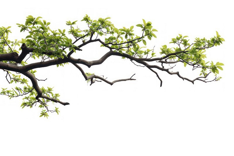 Tree branch border plant nature | Free Photo - rawpixel