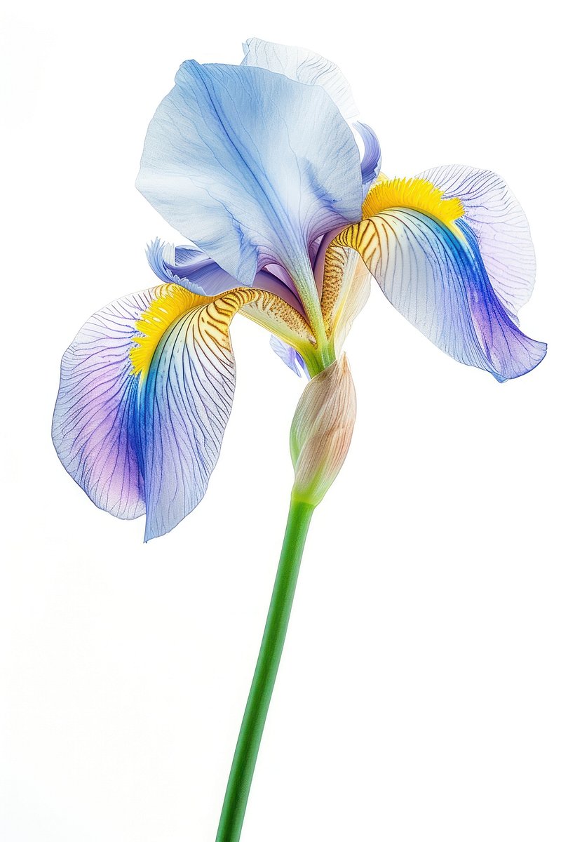 Boque Images | Free Photos, PNG Stickers, Wallpapers & Backgrounds ...