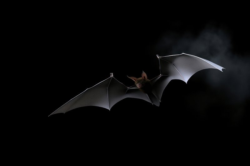 Bat Wing Images | Free Photos, PNG Stickers, Wallpapers & Backgrounds ...