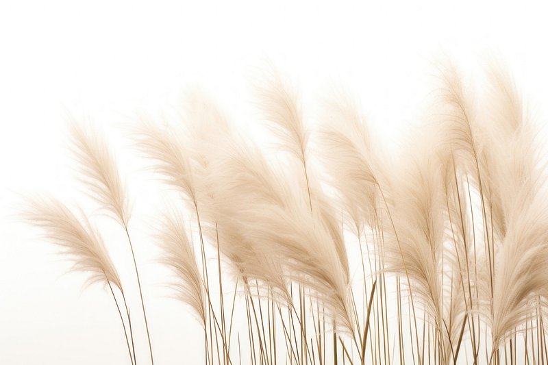 Pampas Border Images | Free Photos, PNG Stickers, Wallpapers ...
