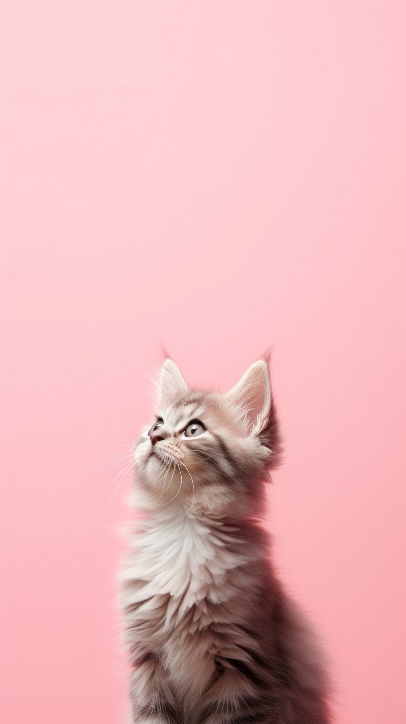 Cute Simple Cat Wallpaper Images | Free Photos, PNG Stickers ...