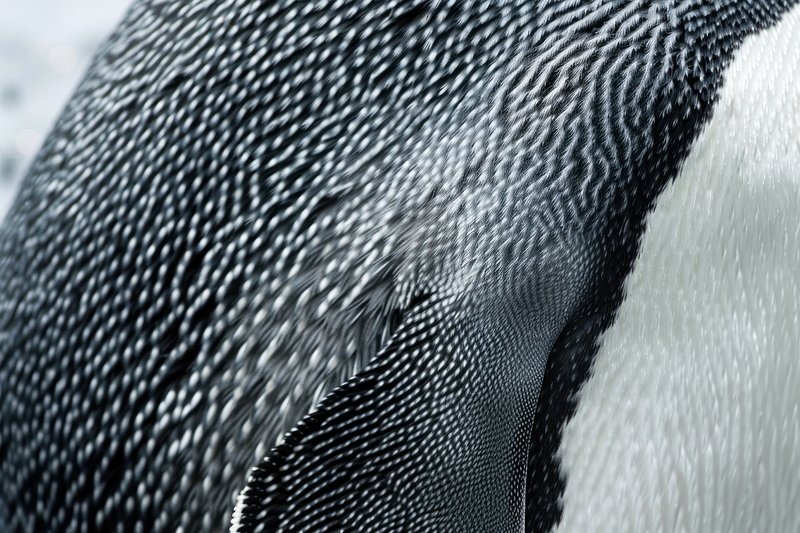 Penguin backgrounds penguin animal. | Premium Photo - rawpixel