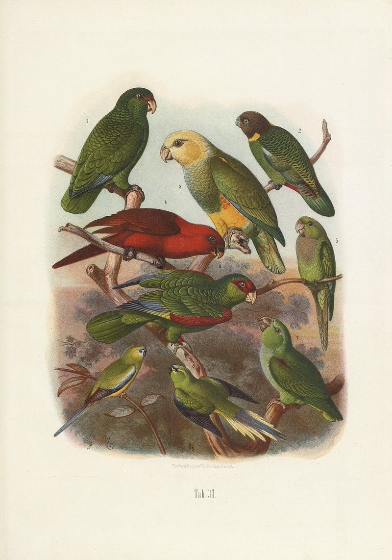 Monographie des Perroquets | Free Public Domain Parrot & Brid Art ...