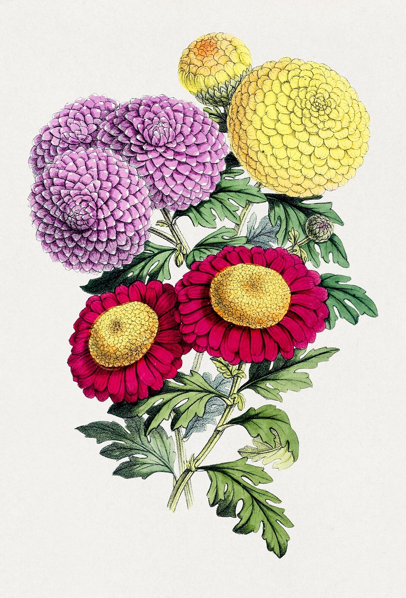 Opium Images | Free Photos, PNG Stickers, Wallpapers & Backgrounds ...